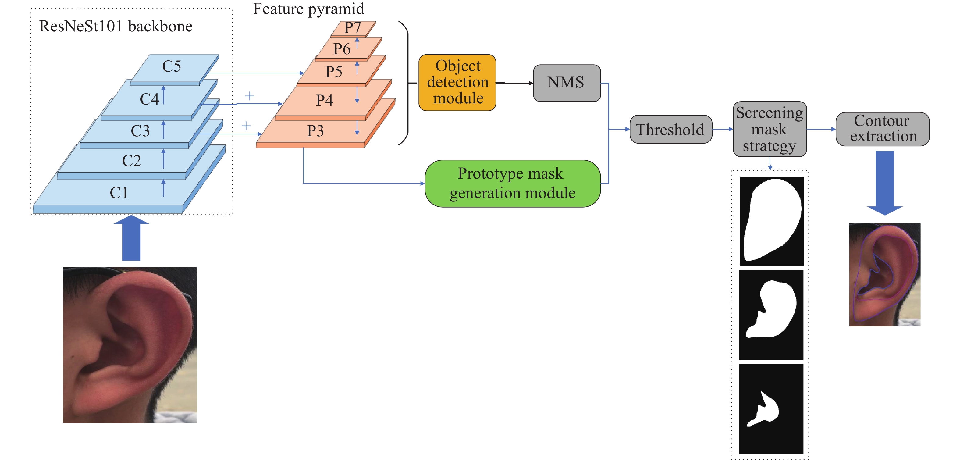 基于改进YOLACT实例分割网络的人耳关键生理曲线提取