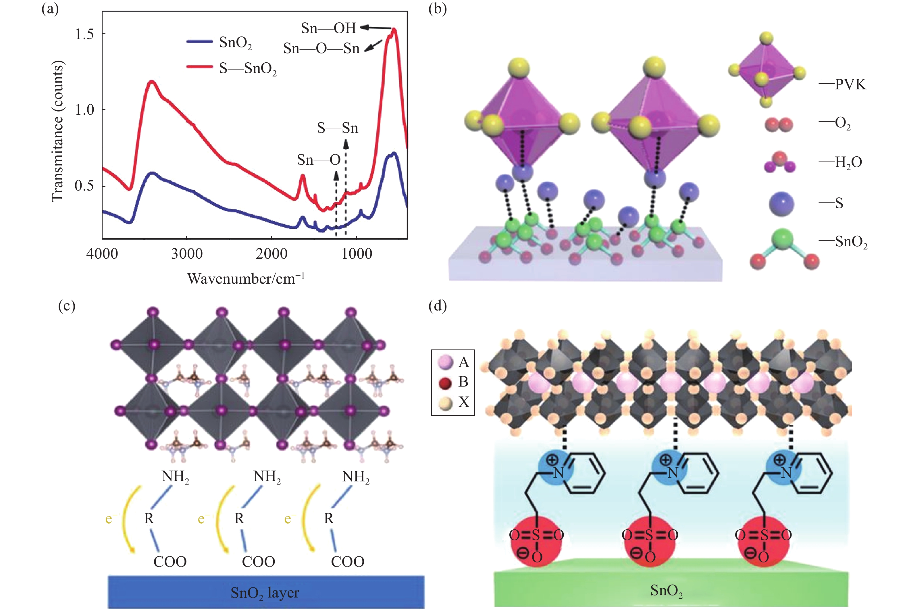 SnO 2 基钙钛矿太阳能电池界面调控与性能优化